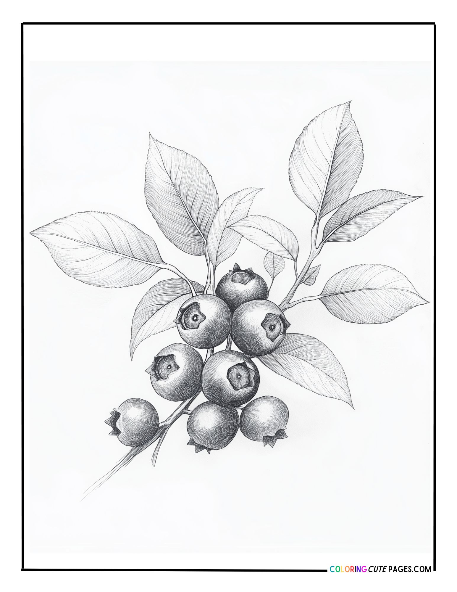 Blueberries Coloring Pages (Free PDF Printables) - coloringcutepages.com