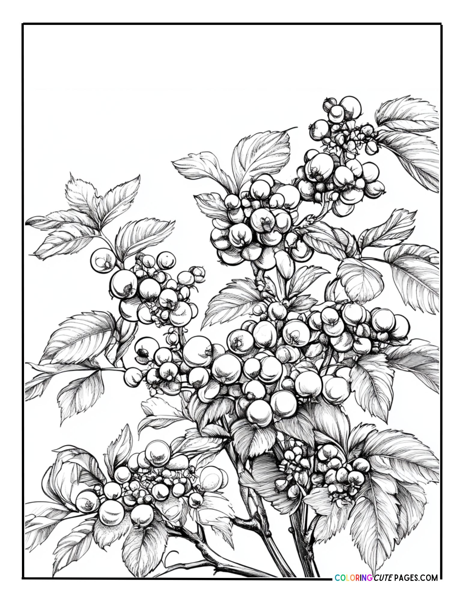 Blueberries Coloring Pages (Free PDF Printables)