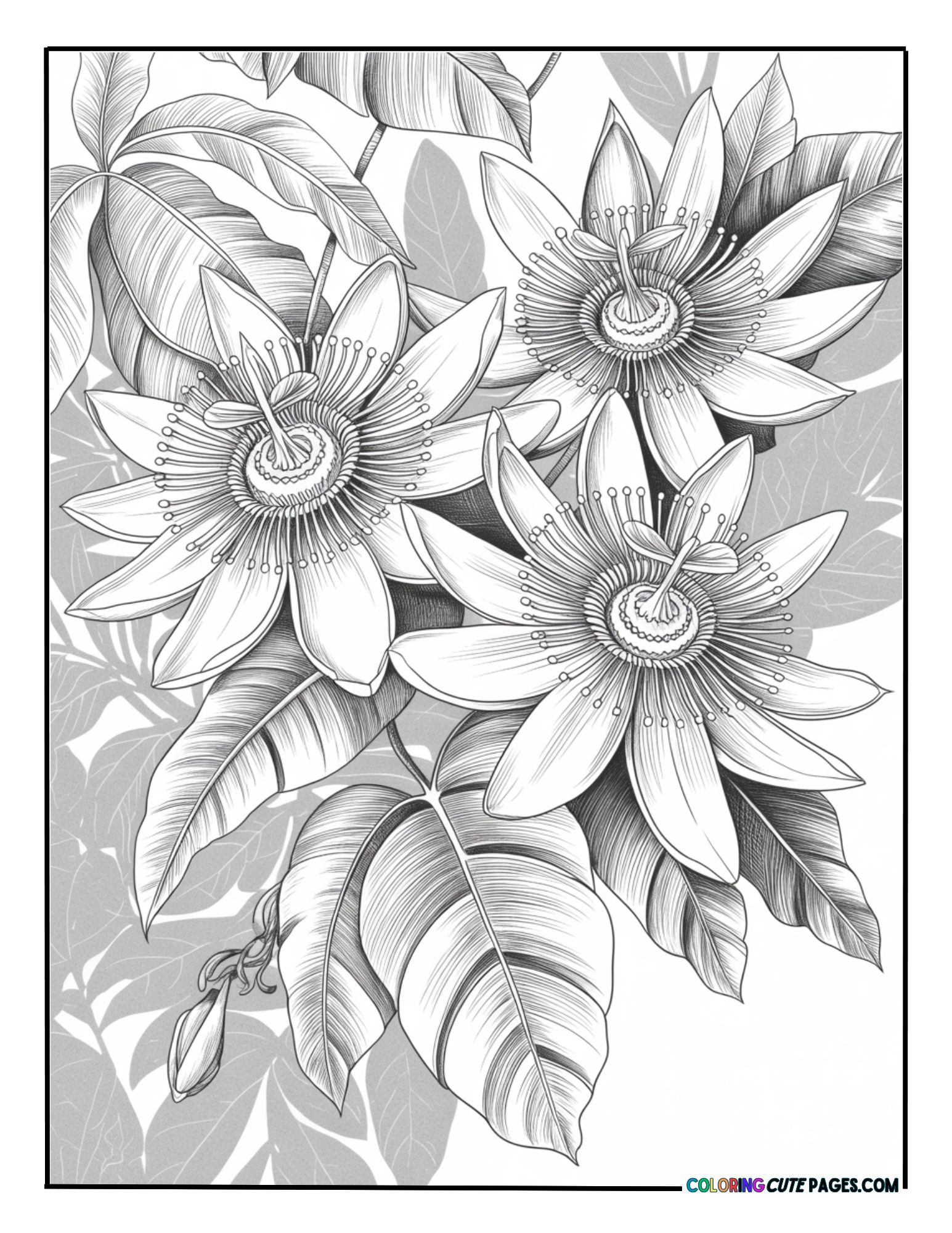 Tropical Flowers Coloring Pages - coloringcutepages.com