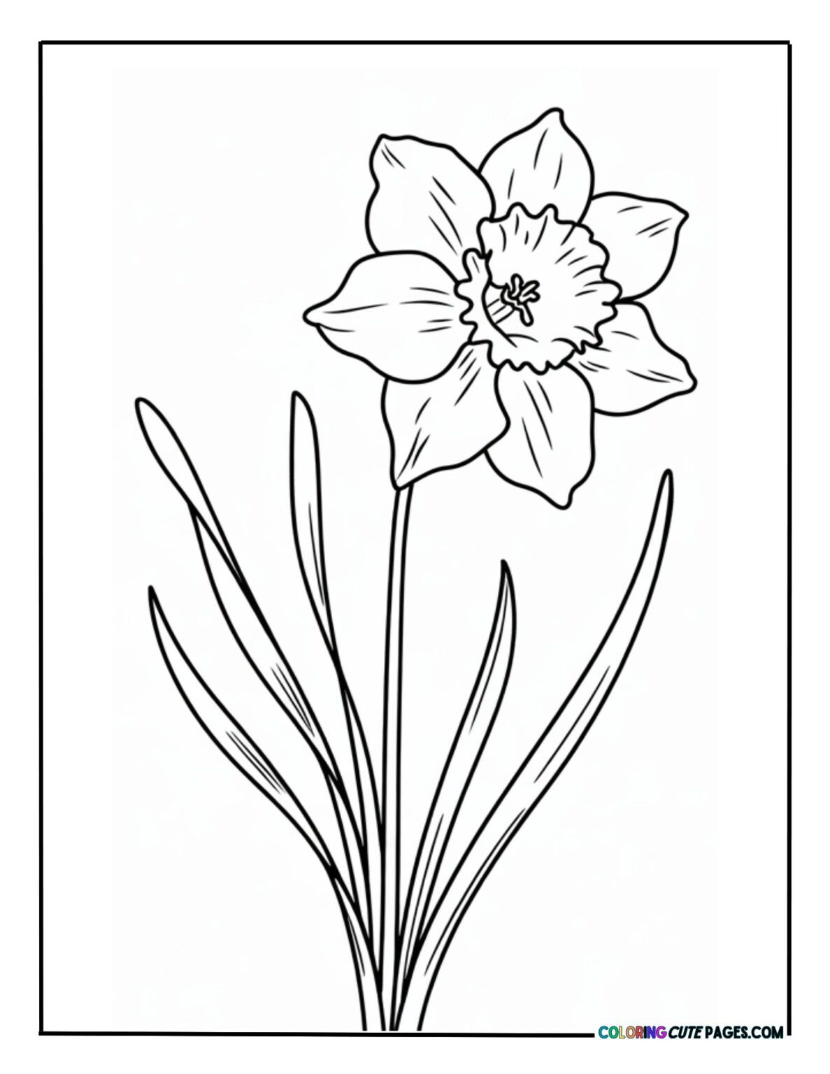 Daffodil Flower Coloring Pages
